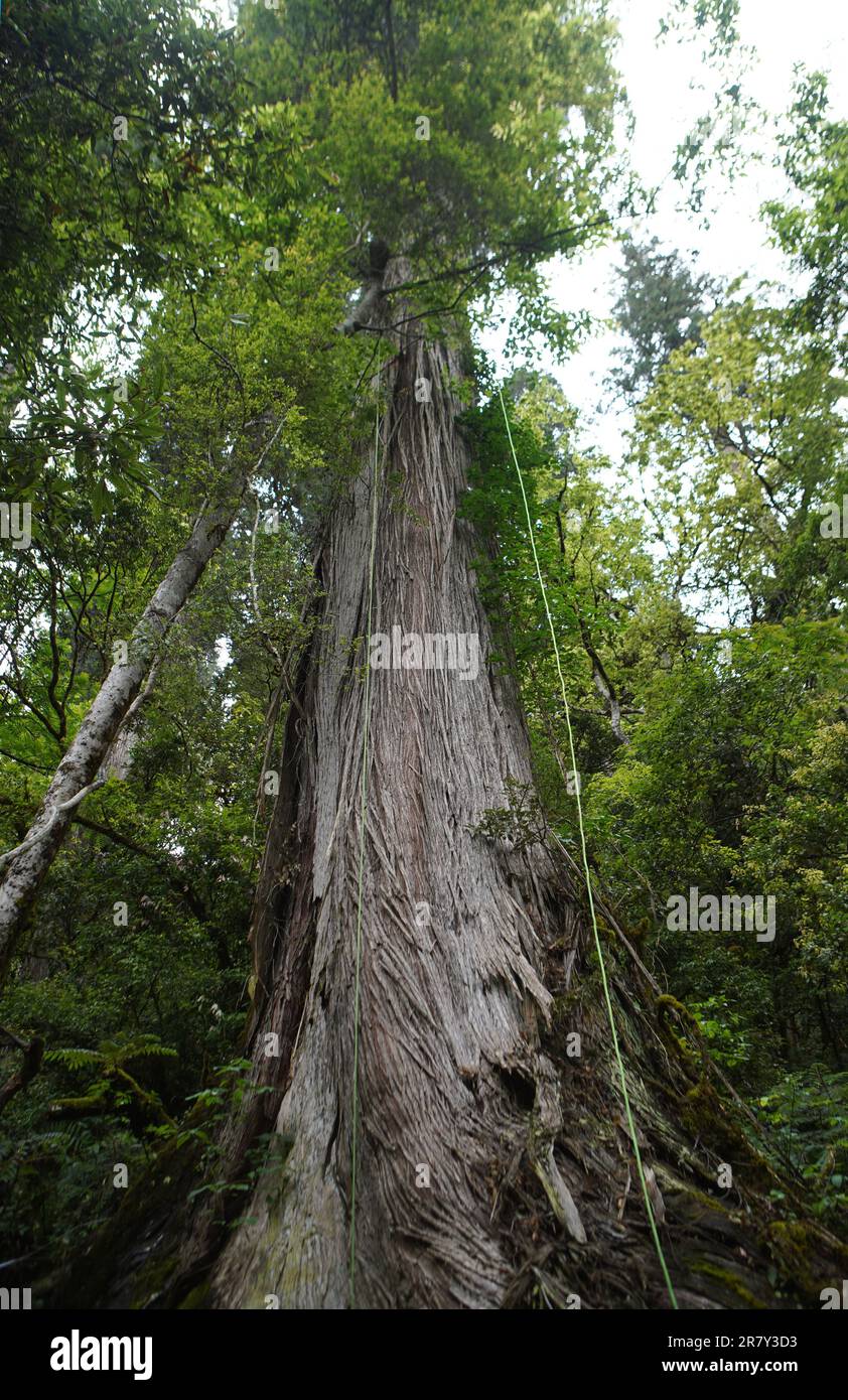 (230618) -- NYINGCHI, June 18, 2023 (Xinhua) -- This photo taken on June 15, 2023 shows the ...
