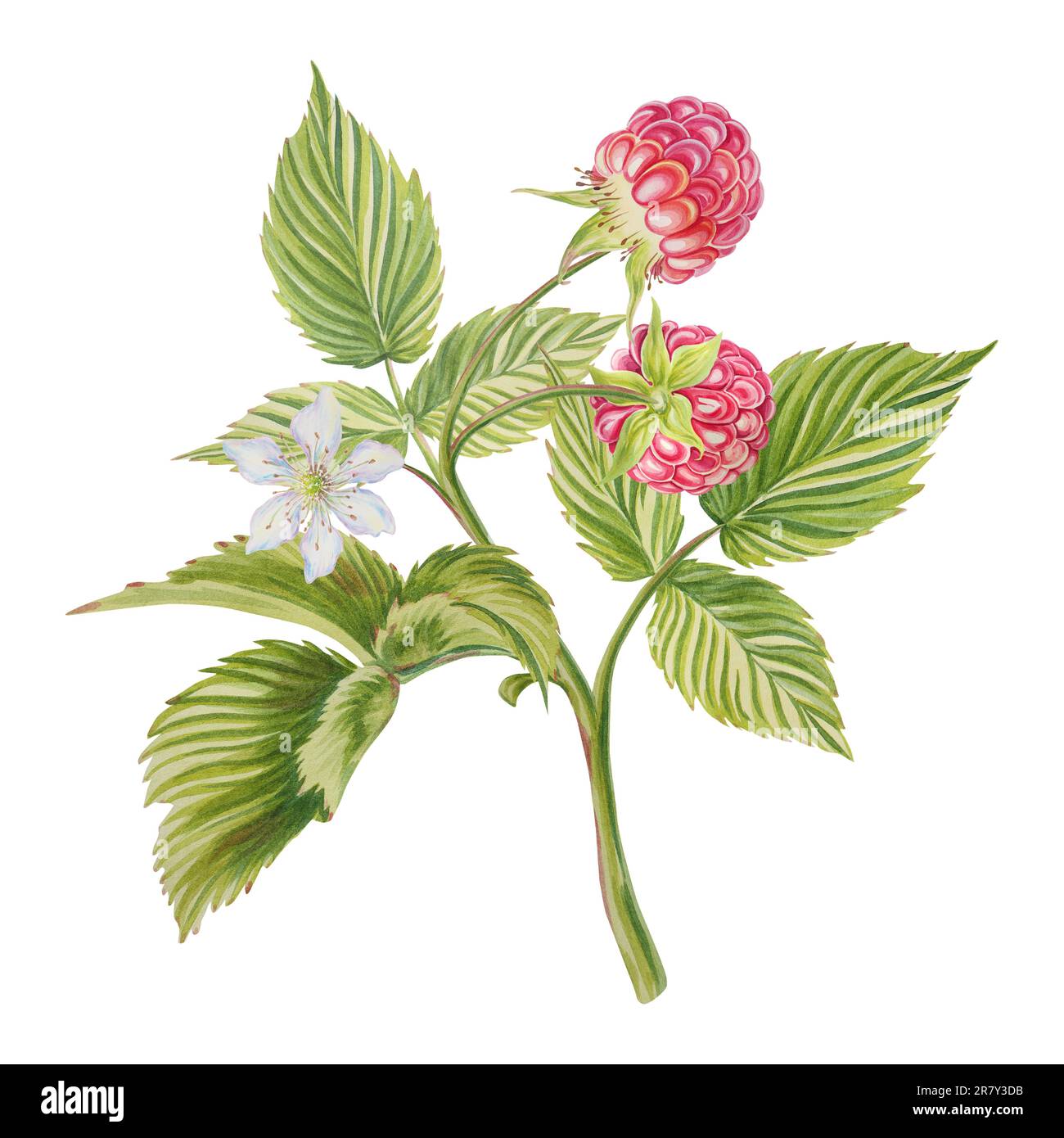 Botanical blackberry illustration hi-res stock photography and images ...