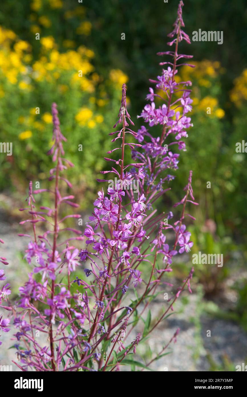 CHAMAENERION ANGUSTIFOLIUM is a perennial herbaceous flowering plant Stock Photo - Alamy