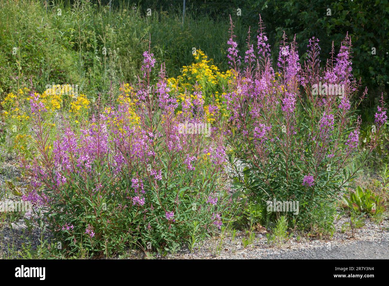 CHAMAENERION ANGUSTIFOLIUM is a perennial herbaceous flowering plant Stock Photo - Alamy