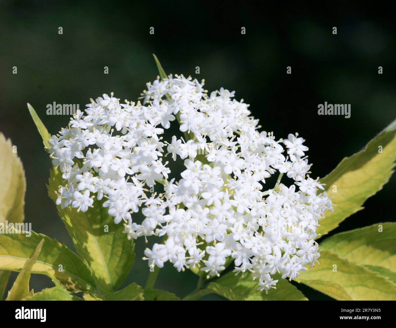 SAMBUCUS NIGRA is aspecies complex of flowering plants,common names ...