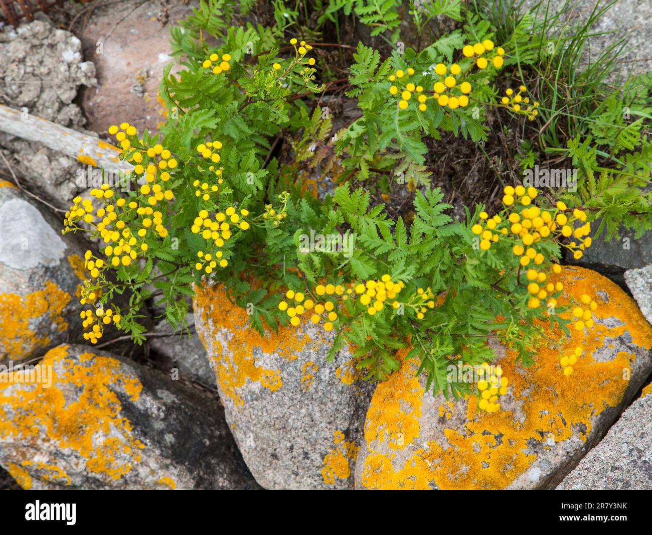 TANCY or TANACETUM VULGARE is a perennial flowering plant in the aster ...