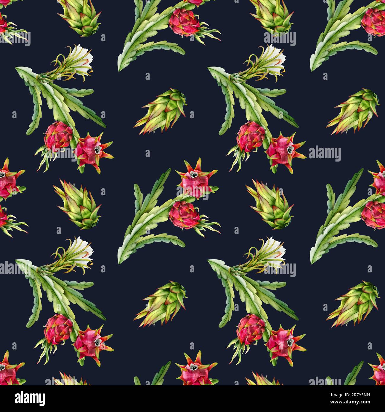 Dark watercolor pitaya cactus branches with red dragon fruits flowers ...