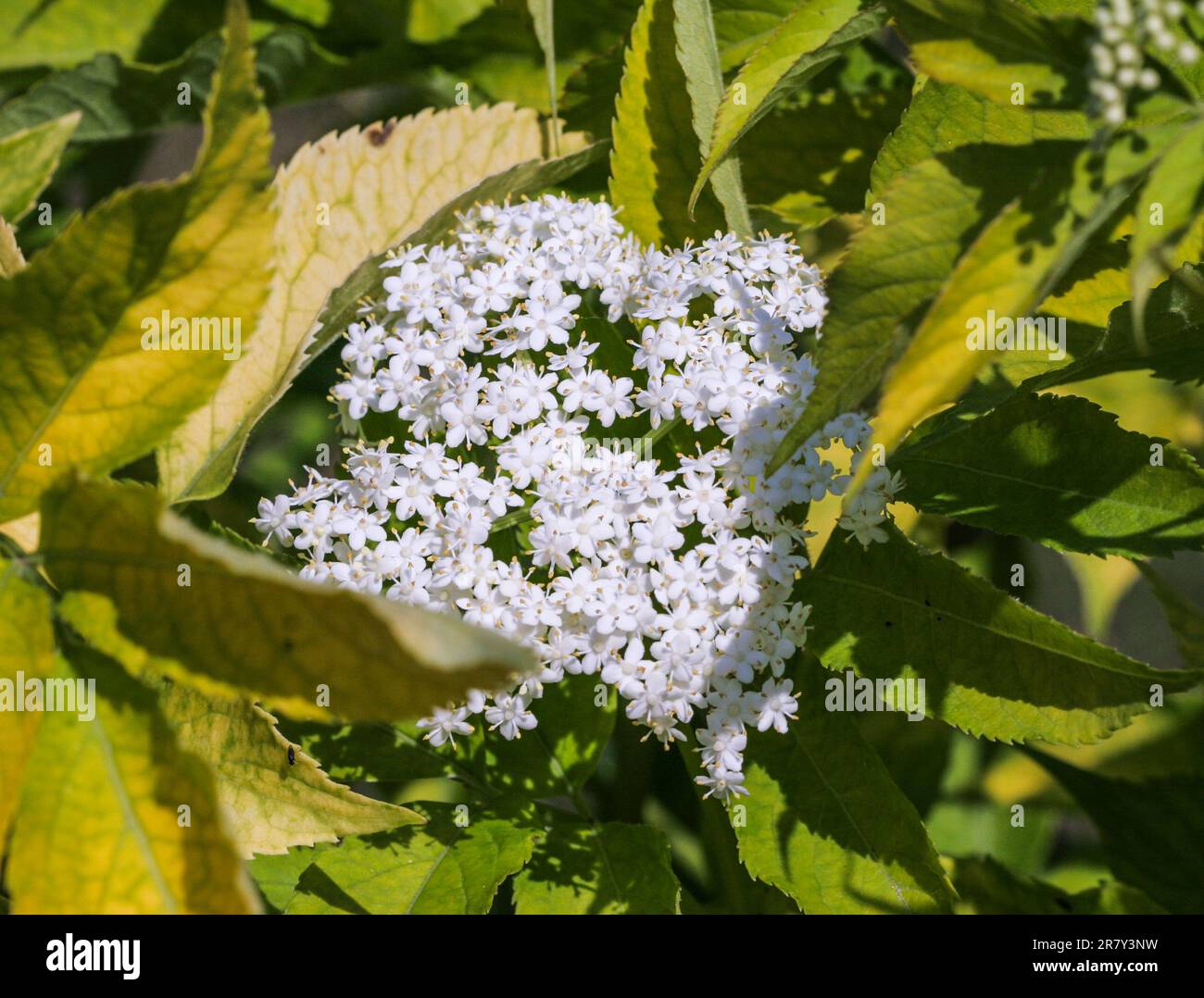 SAMBUCUS NIGRA is aspecies complex of flowering plants,common names ...