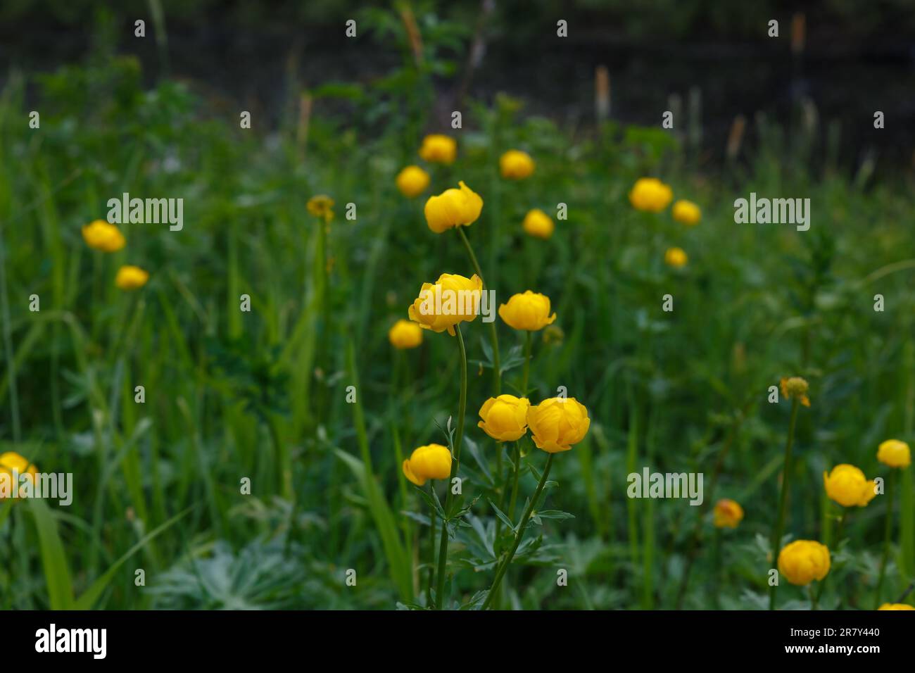 Yellow Trollius europaeus. The common name of some species is ...
