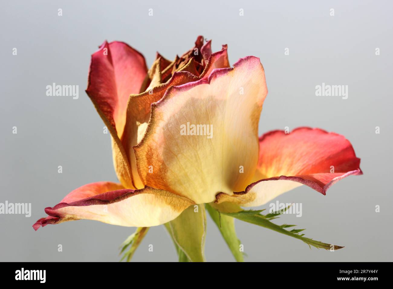 Dying rose hi-res stock photography and images - Alamy