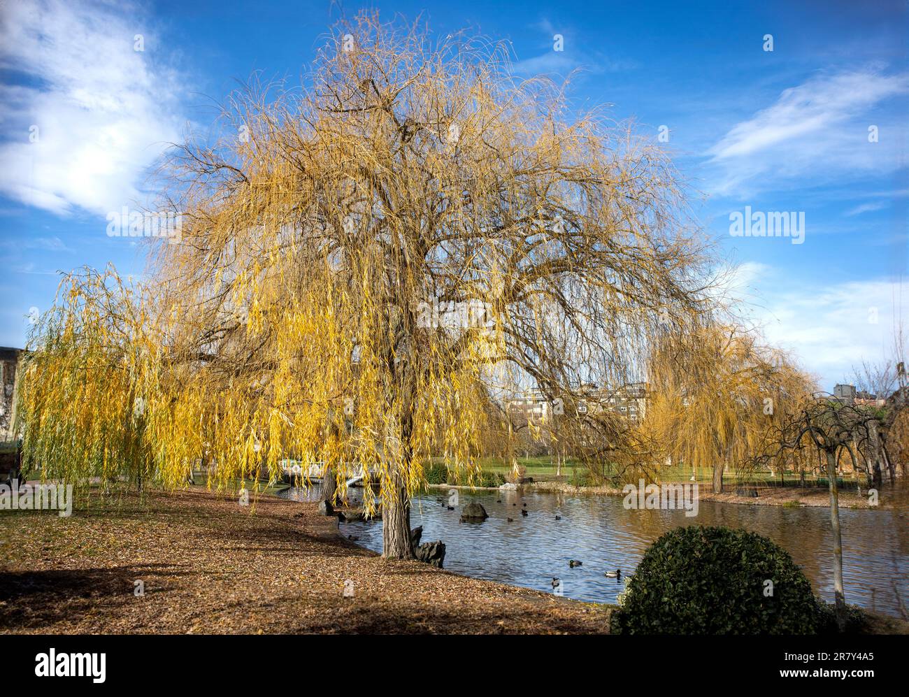 cypress of the marshes taxodium distichum at the edge of the pond with ...