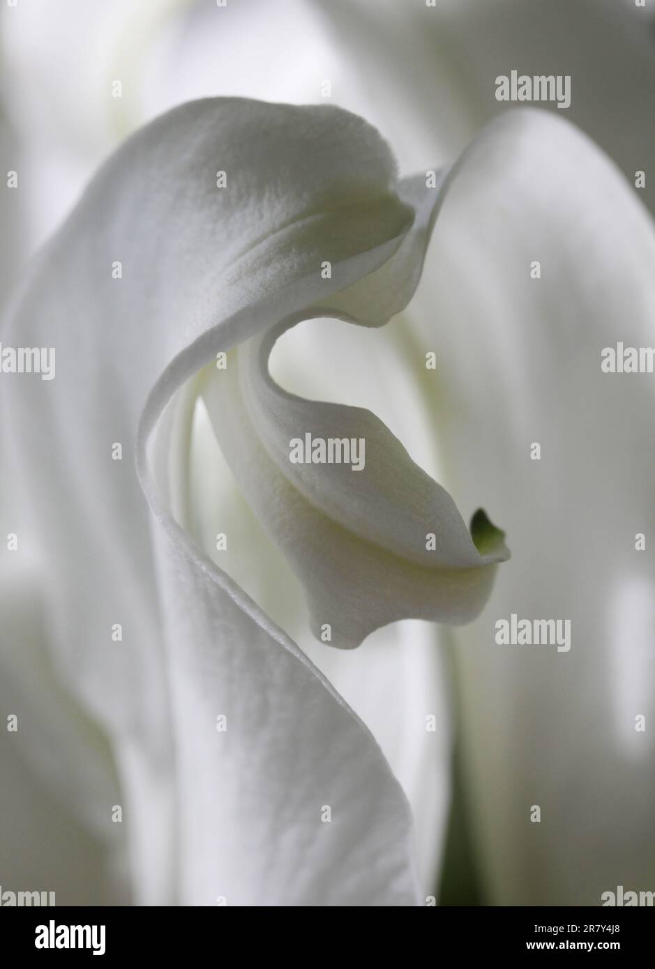 Unfolding petals hi-res stock photography and images - Alamy