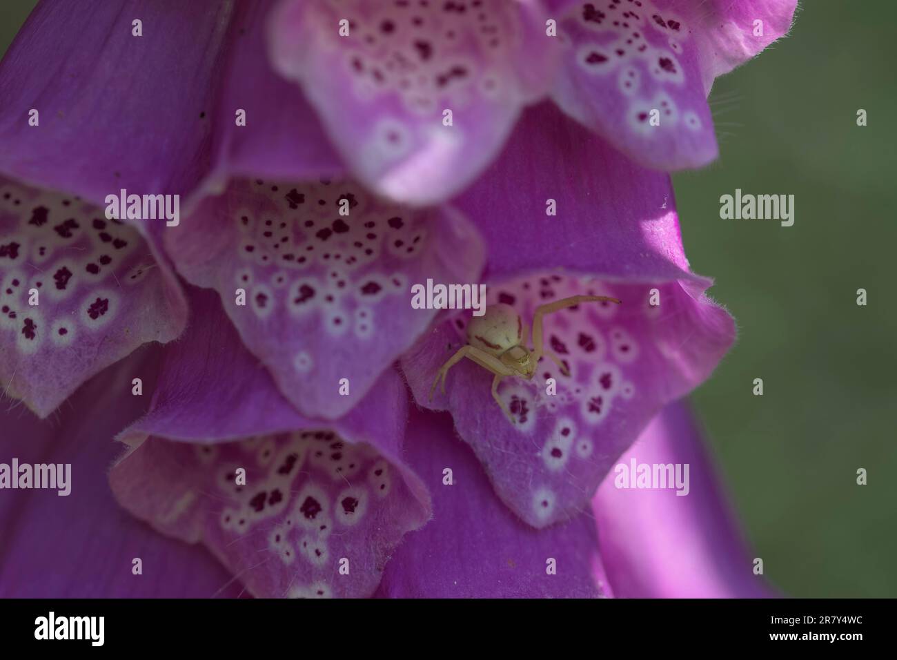 Common foxglove (Digitalis purpurea) (Foxglove with Variable Crab ...