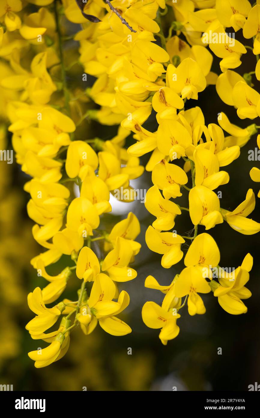 The vivid golden yellow sprays of Laburnum trees brighten up many ...