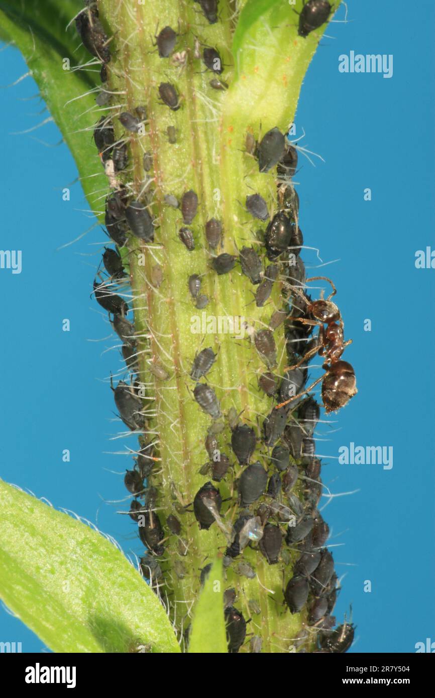 Aphid and ant Lice and ants Brachycaudus cardui Stock Photo - Alamy