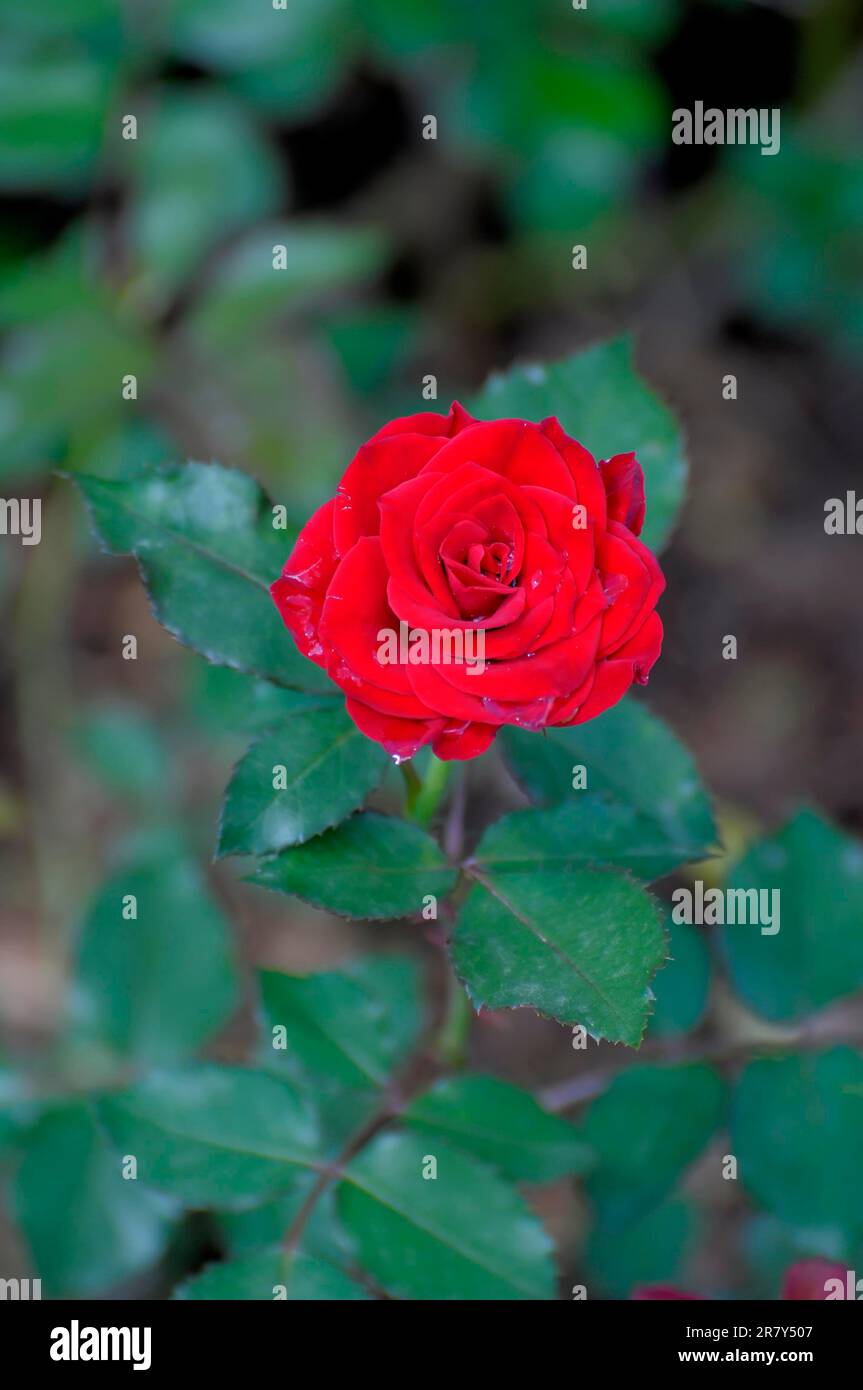 Red noble rose flowering, rose garden in Oberderdingen Stock Photo - Alamy