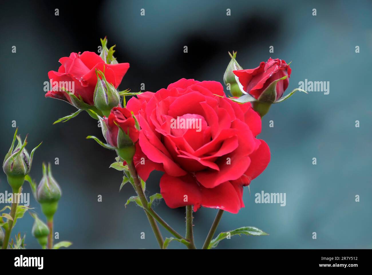 Red climbing rose in the garden, rose arch, rose garden in ...