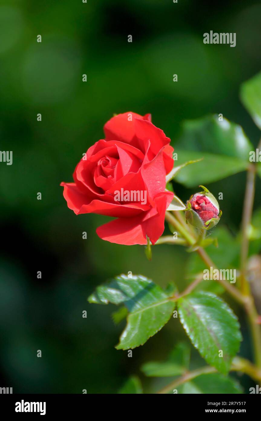 Noble rose orange flowering, rose garden in Oberderdingen Stock Photo ...