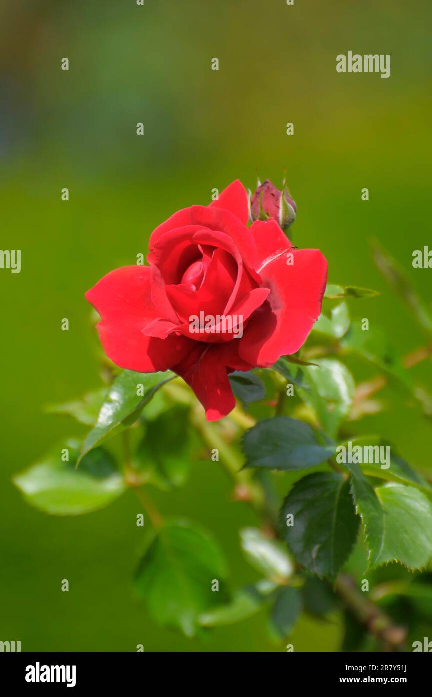 Red climbing rose in the garden, rose arch, rose garden in ...