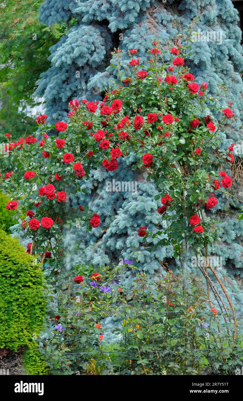 Red climbing rose in the garden, rose arch, rose garden in ...