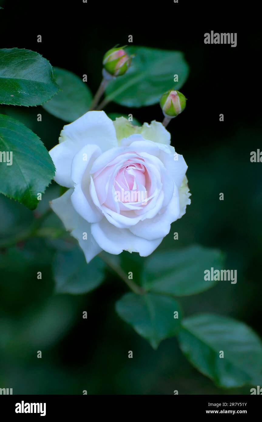 White noble rose in bloom, rose garden in Oberderdingen Stock Photo - Alamy