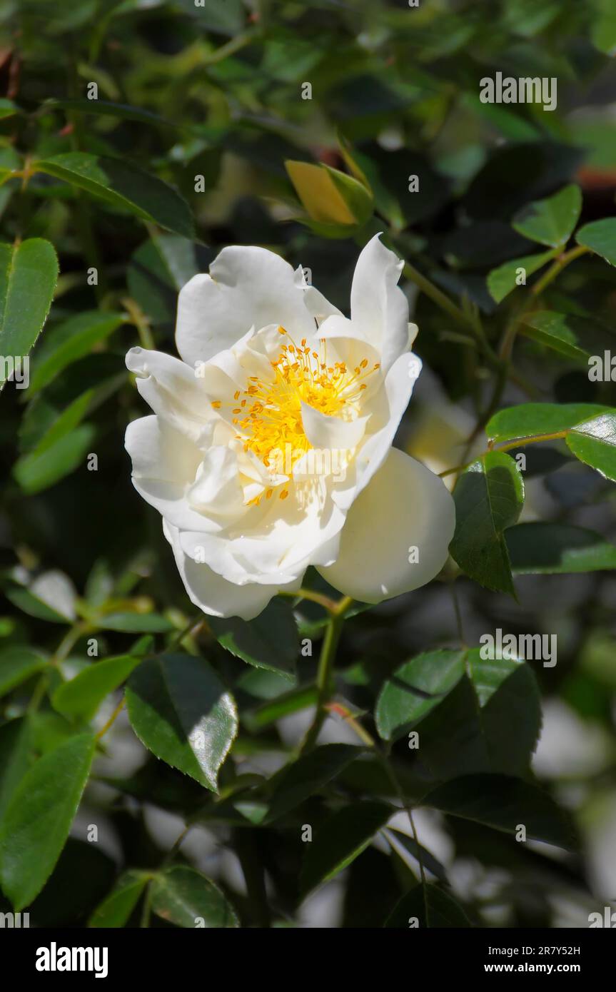 Rose garden arbor hi-res stock photography and images - Alamy