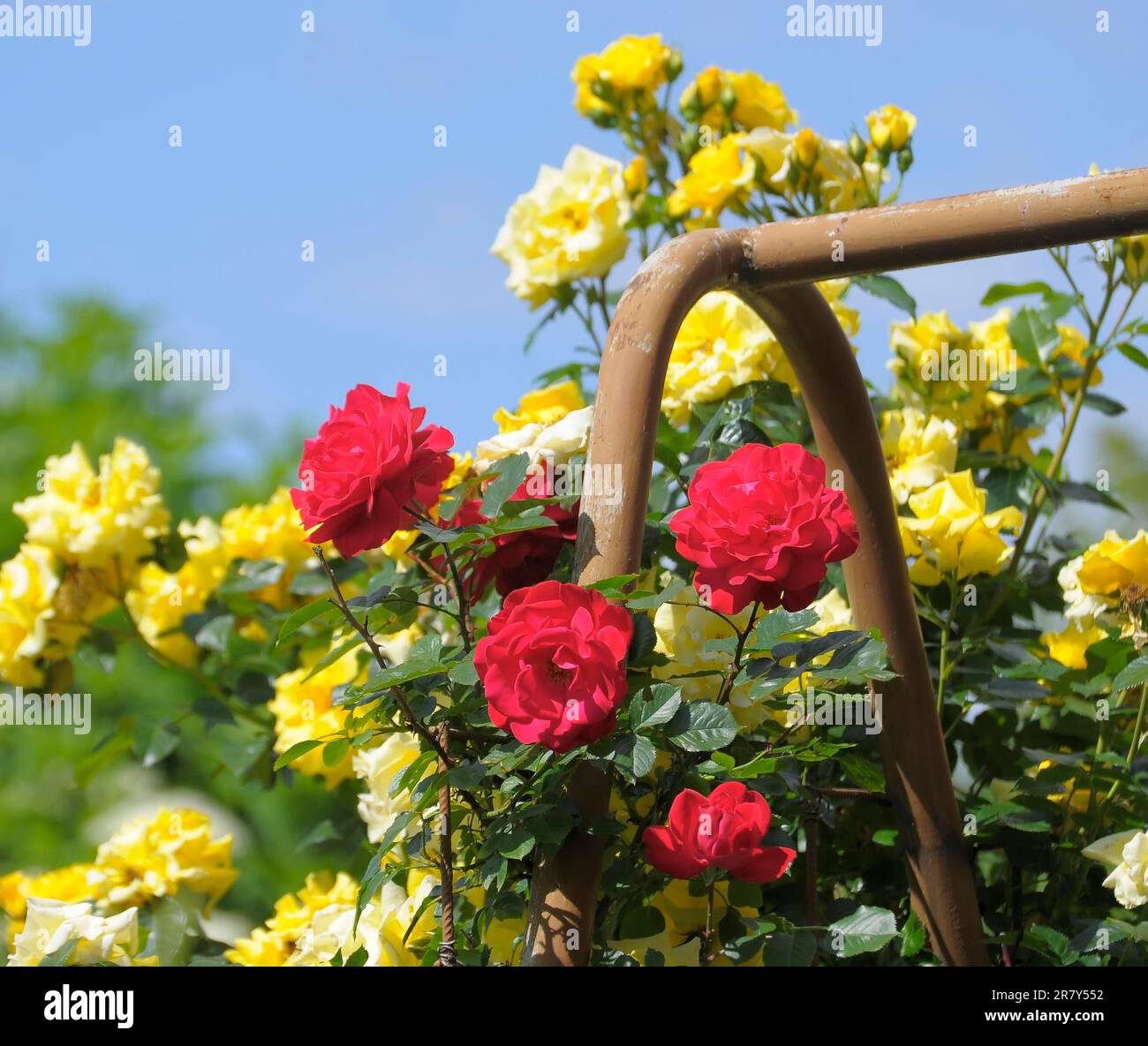 Red climbing rose in the garden, rose arch, red and yellow flowers Rose ...