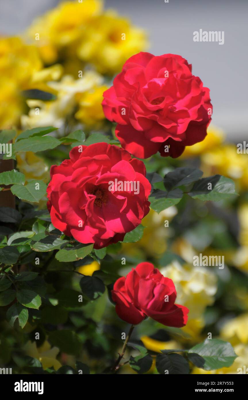 Red climbing rose in the garden, rose arch, red and yellow flowers Rose ...