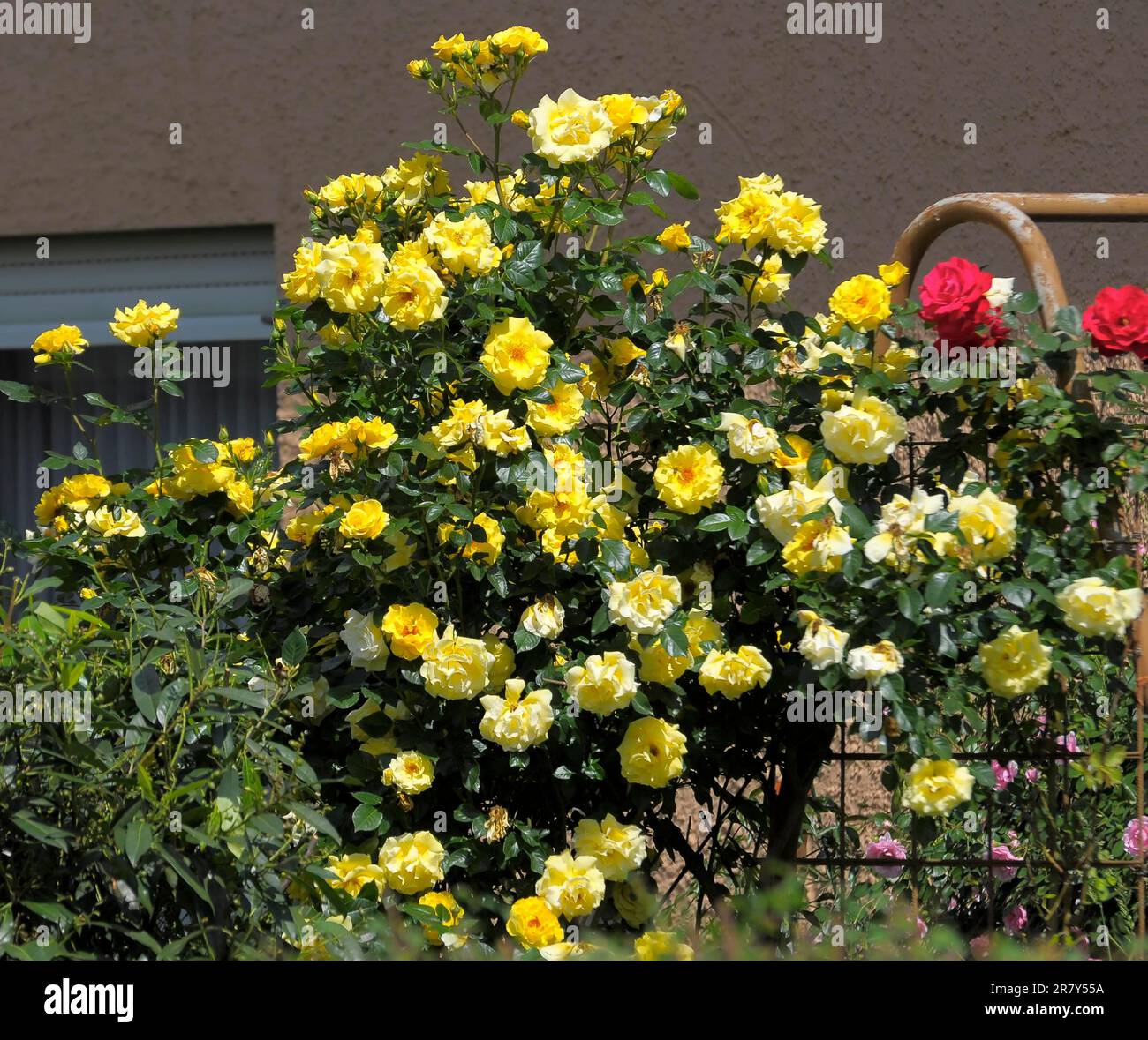 Yellow climbing rose in the garden, rose arch, red and yellow flowers ...