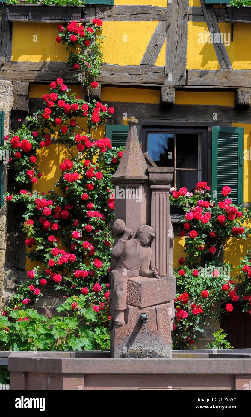 Red climbing roses on the half-timbering, at the village well in ...