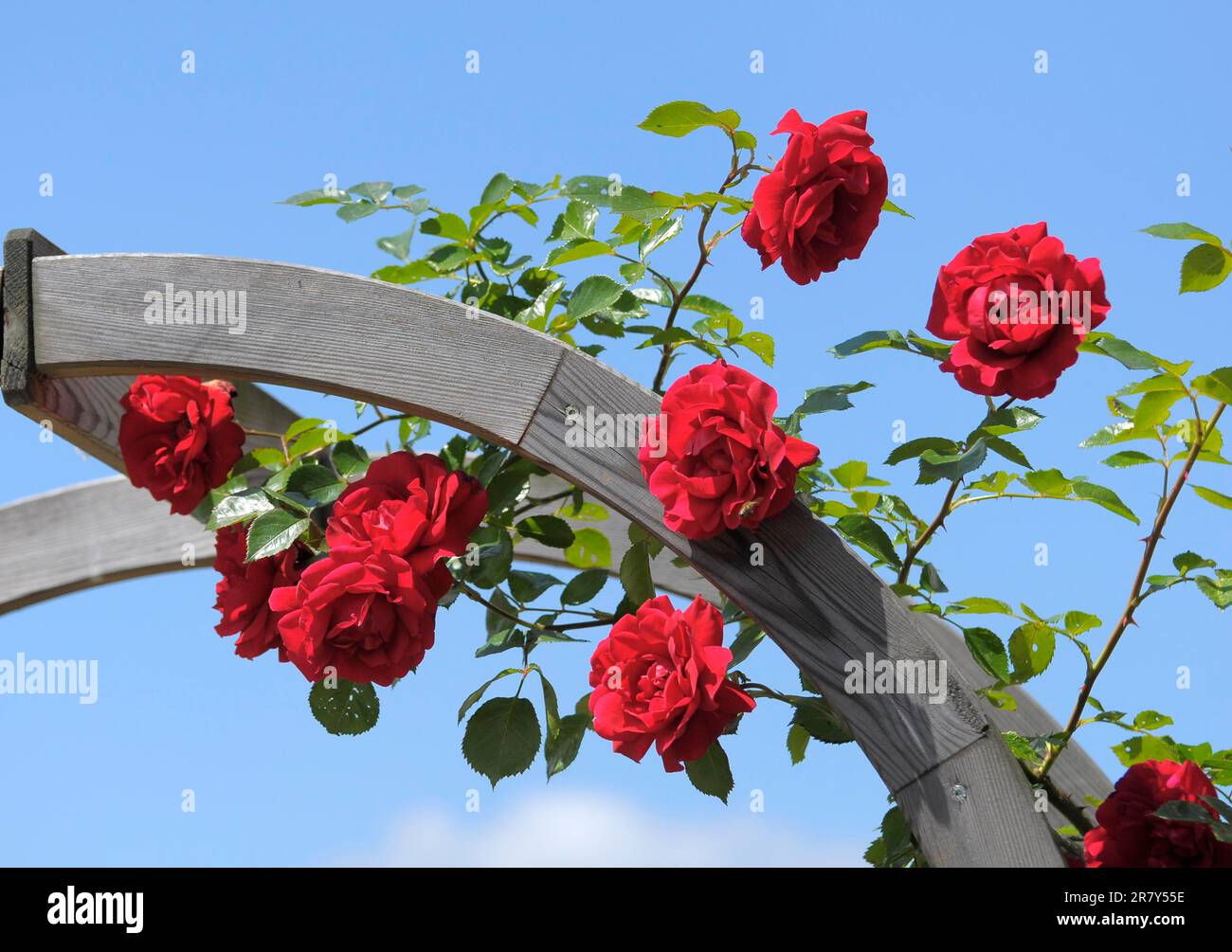 Red rose roses rose arch hi-res stock photography and images - Alamy