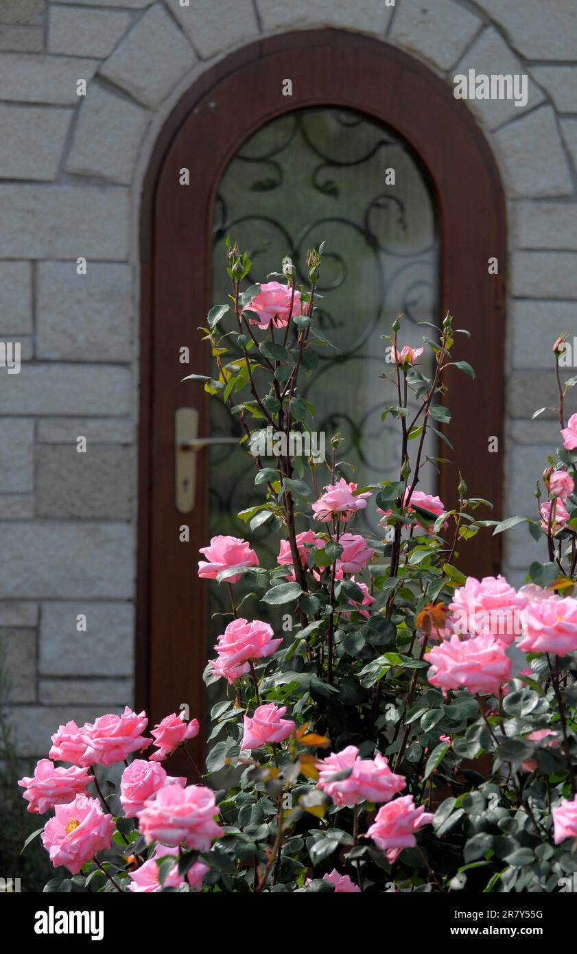 Shrub rose in pink flowering in the garden, Rosa shrub roses with ...