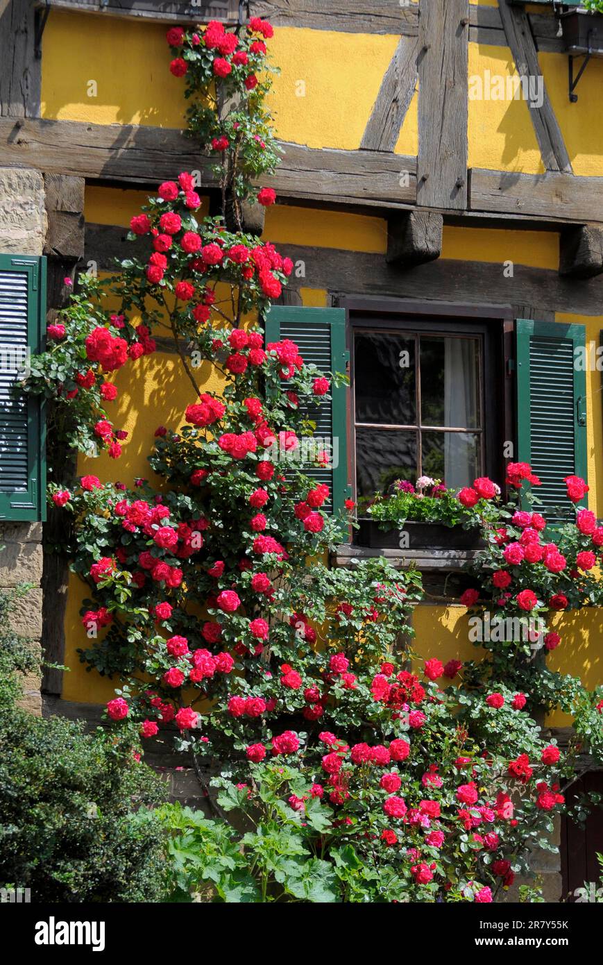 Roses on fountain hi-res stock photography and images - Alamy