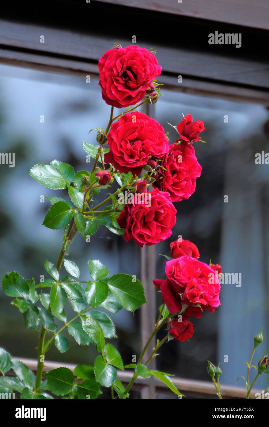 Red climbing roses on the half-timbering, at the window in Maulbronn ...