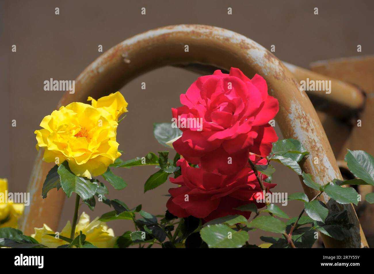 Red climbing rose in the garden, rose arch, red and yellow flowers Rose ...