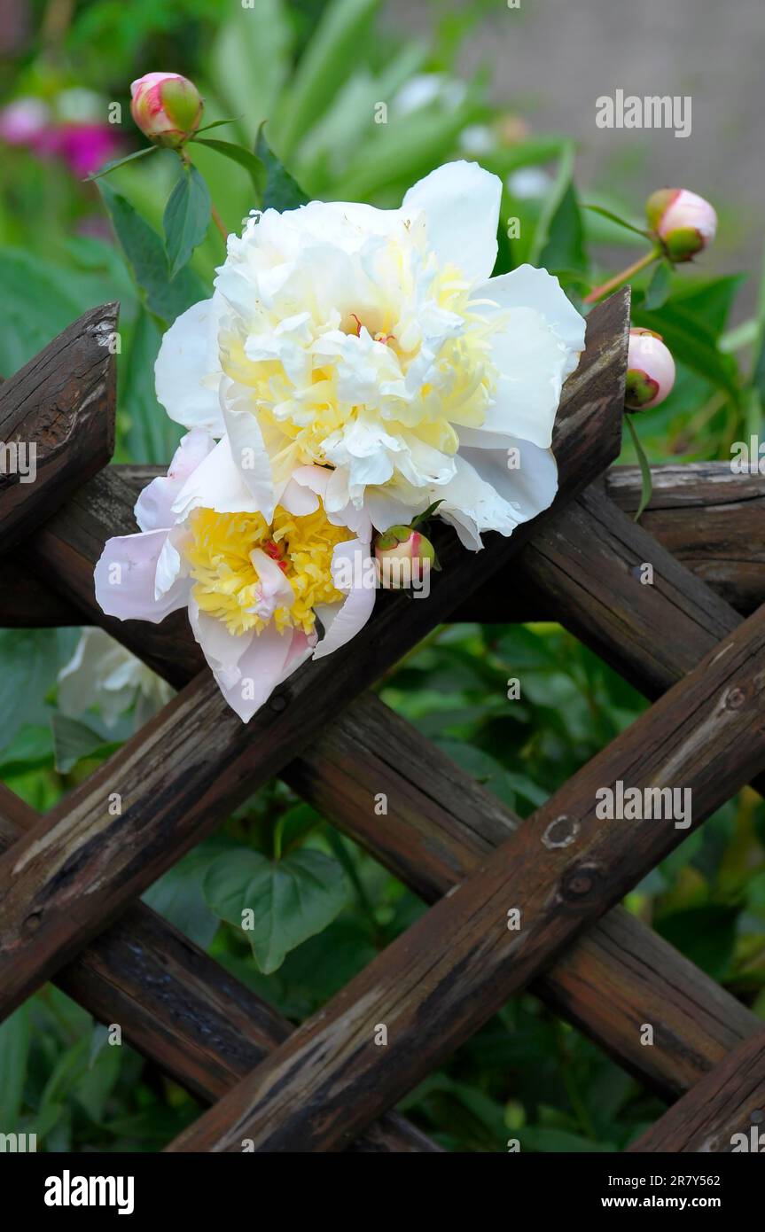 Peony embellishment hi-res stock photography and images - Alamy