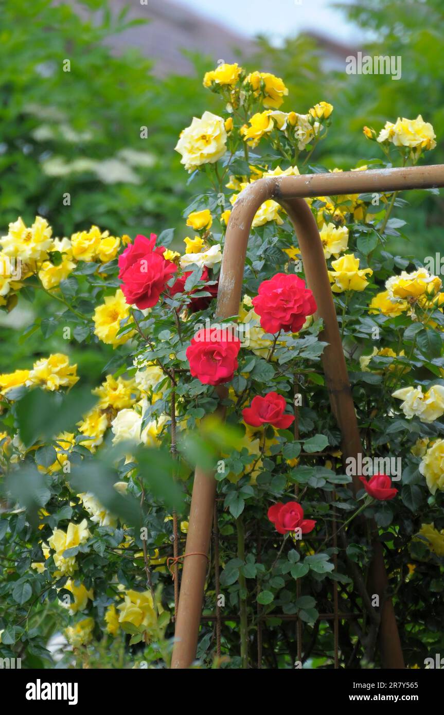 Red climbing rose in the garden, rose arch, red and yellow flowers Rose garden in Oberderdingen ...