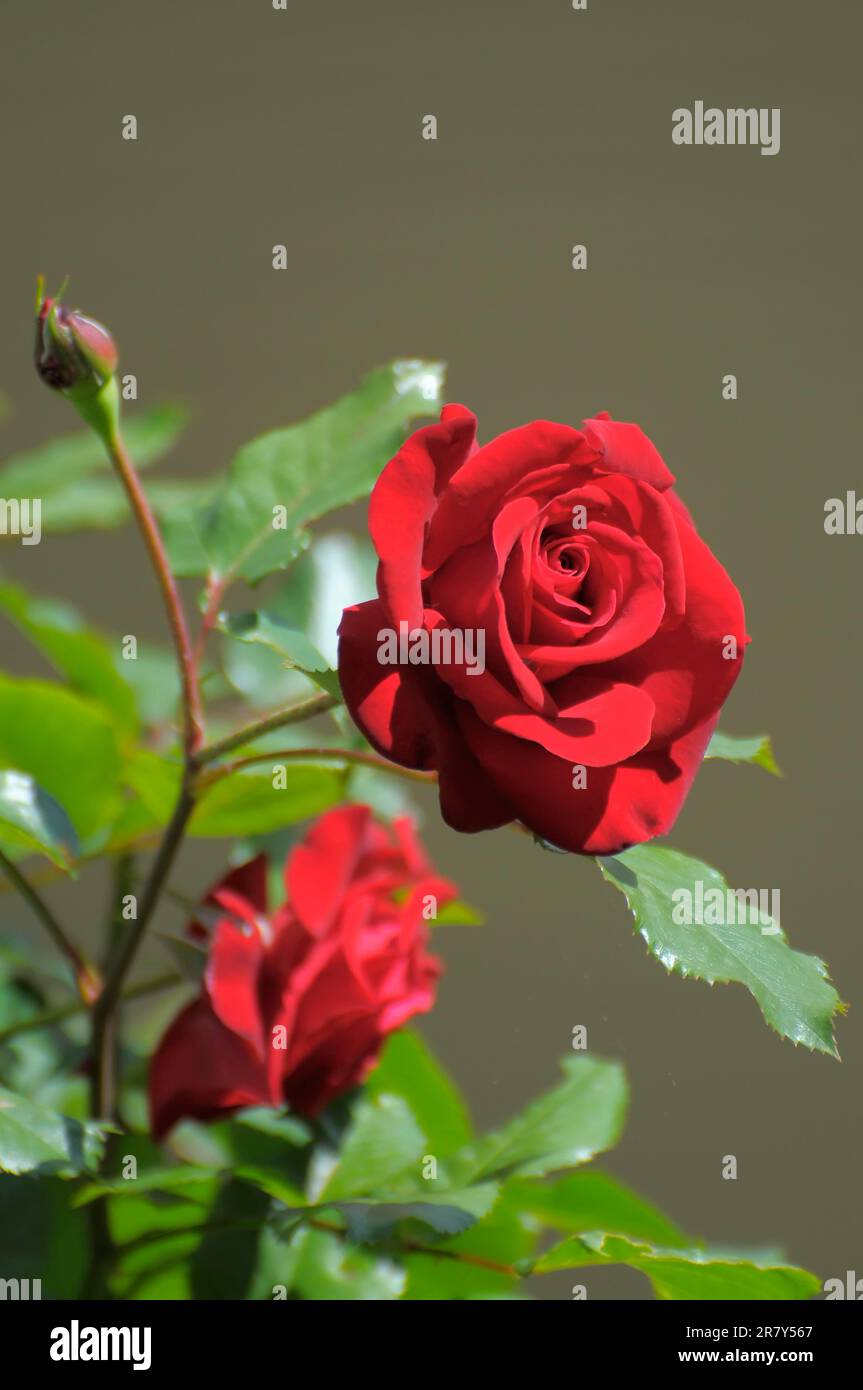 Red climbing rose in the garden, rose arch, rose garden in ...