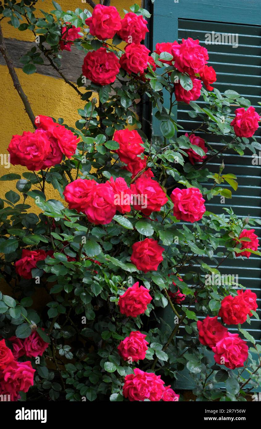 Red climbing roses on the half-timbering, at the window in Maulbronn ...