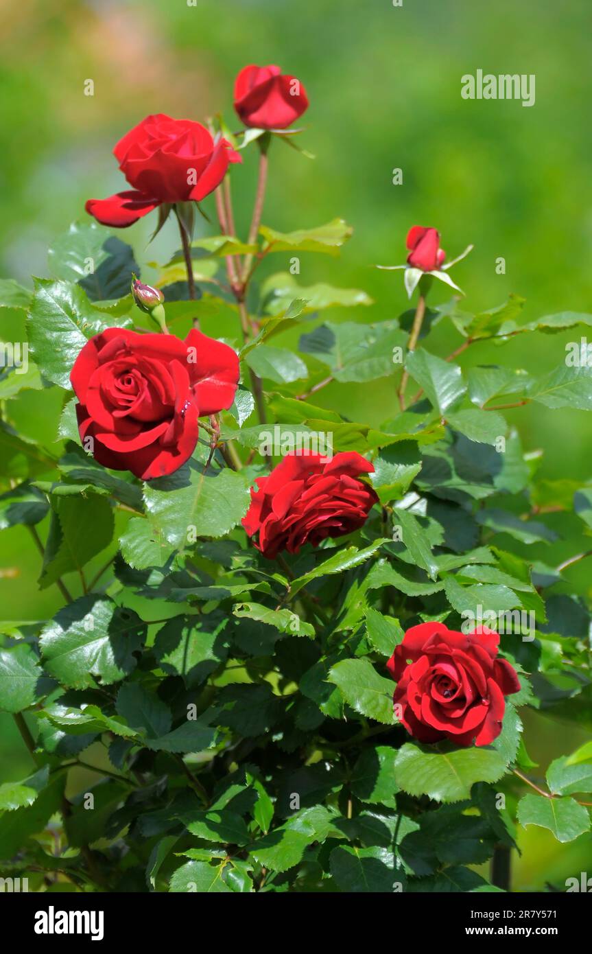 Red climbing rose in the garden, rose arch, rose garden in ...