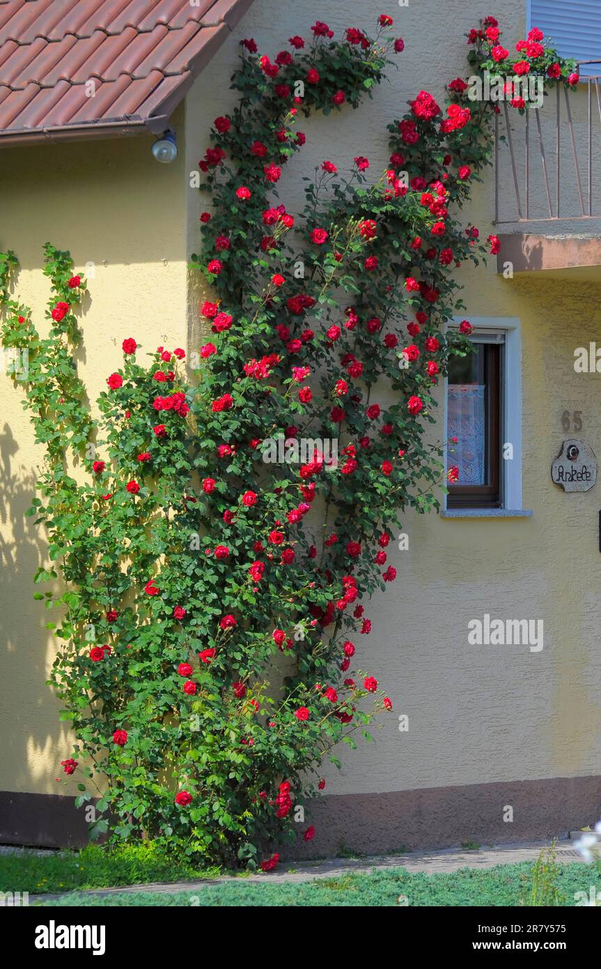Red climbing rose in the garden, rose arch, red and pink flowers Rose ...