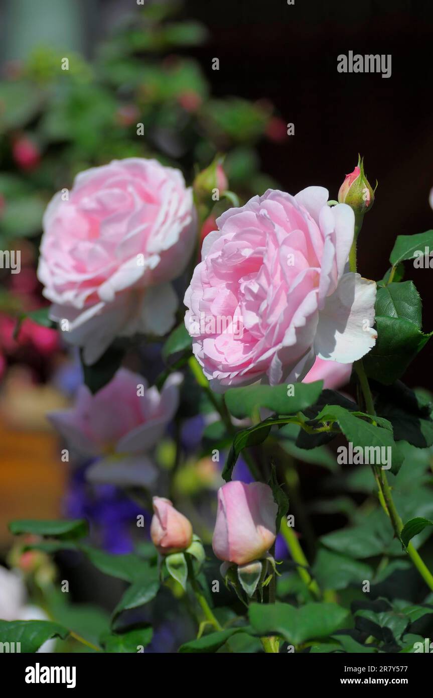 Shrub rose in pink flowering in the garden, Rosa Strauchrosen rose ...