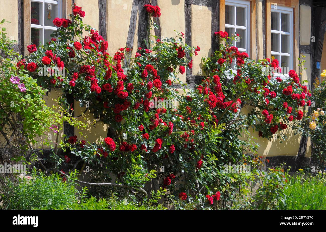 Red climbing roses on the half-timbering, at the window in Maulbronn ...