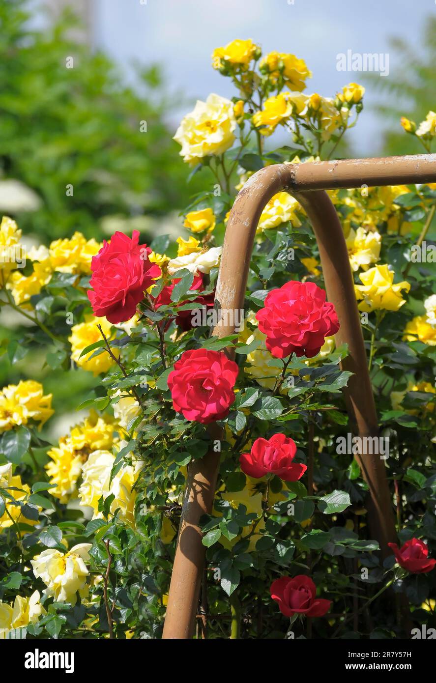 Red climbing rose in the garden, rose arch, red and yellow flowers Rose ...