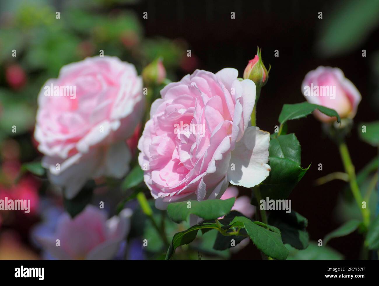 Shrub rose in pink flowering in the garden, Rosa Strauchrosen rose ...