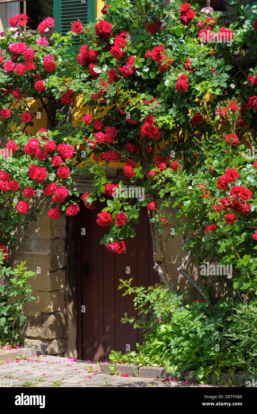 Red climbing roses on the half-timbering, front door Stock Photo - Alamy