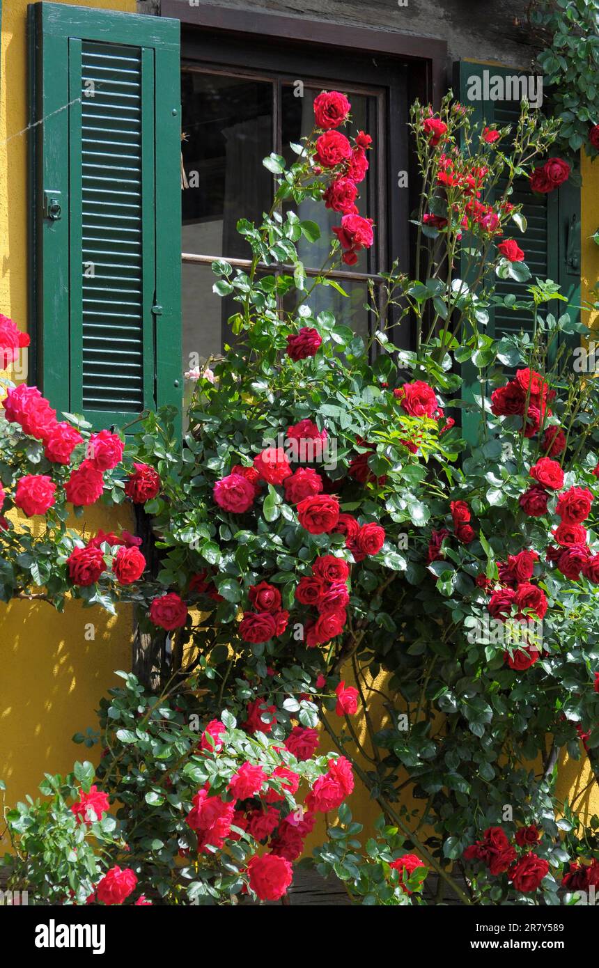 Red climbing roses on the half-timbering, at the window in Maulbronn ...