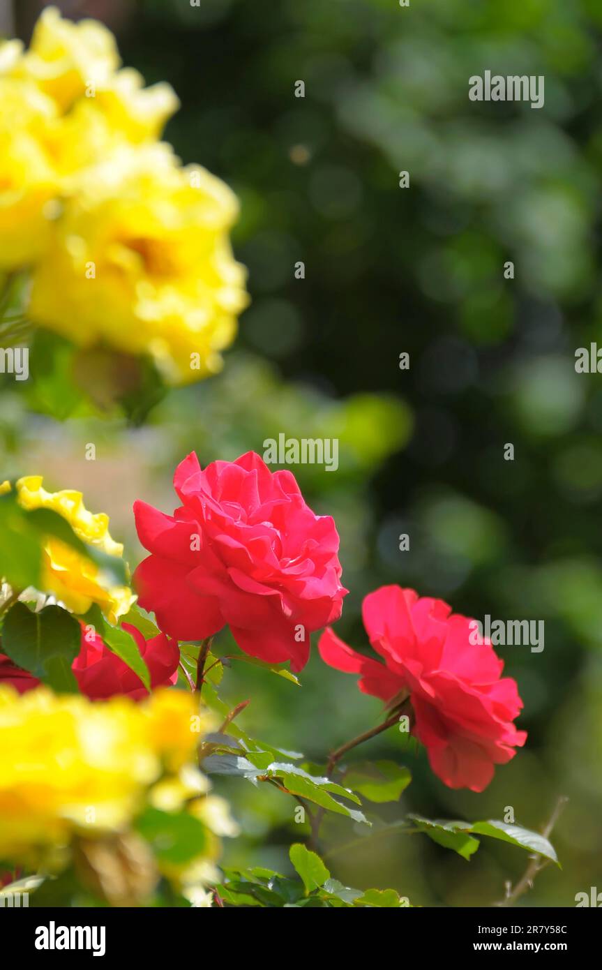 Red climbing rose in the garden, rose arch, red and yellow flowers Rose ...