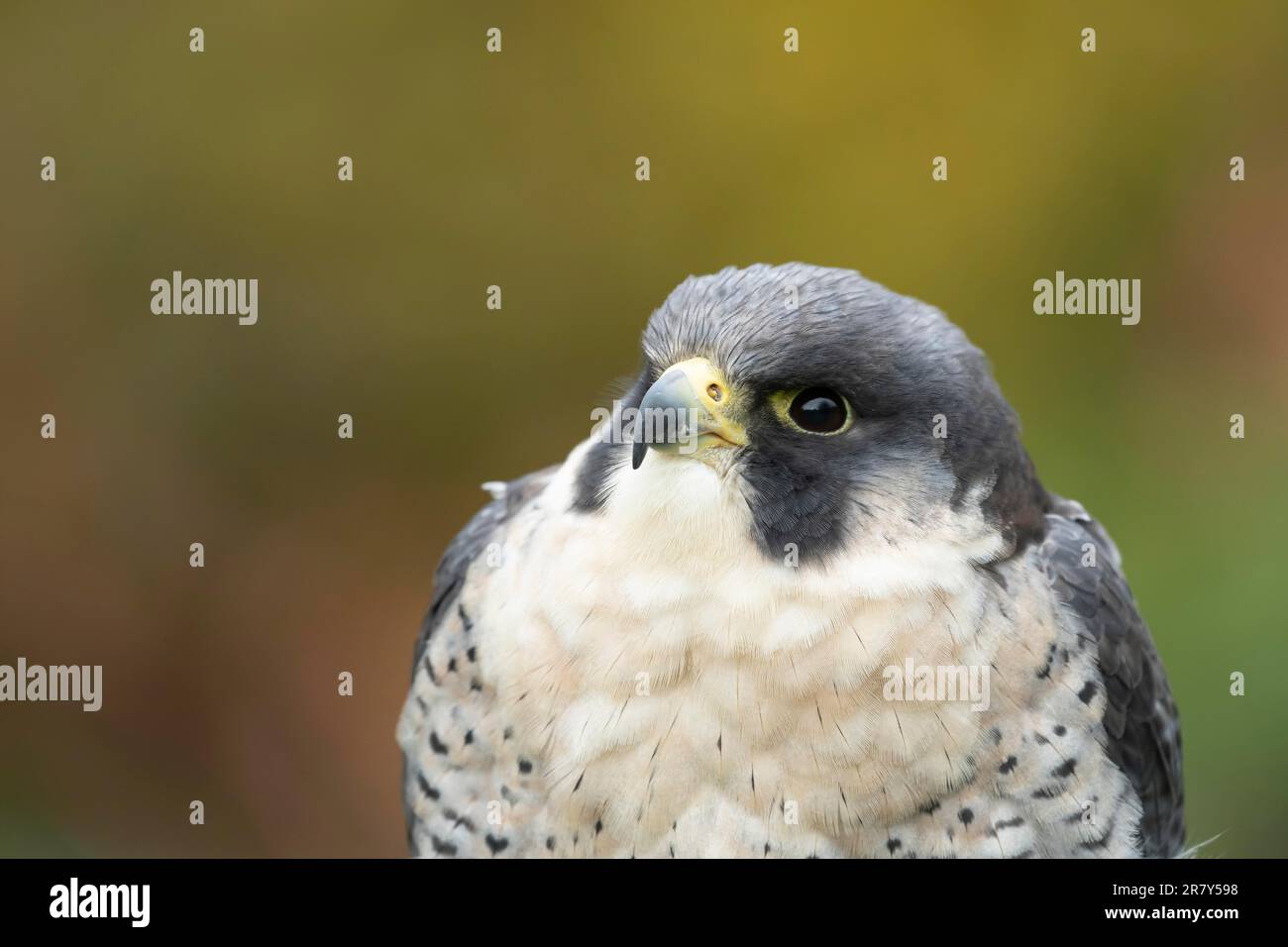 Peregrine falcon (Falco peregrinus) adult bird animal head portrait ...