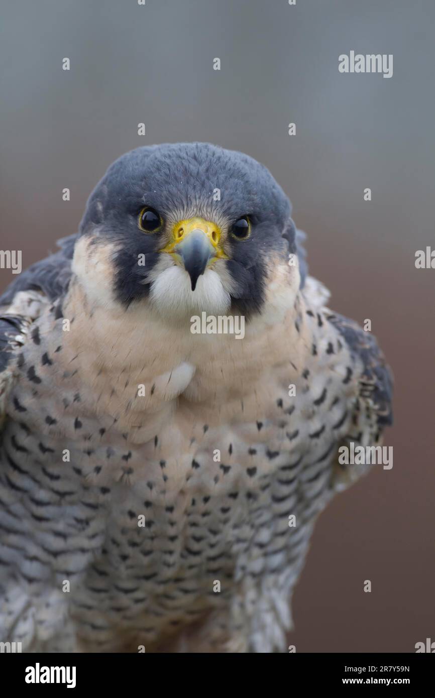 Peregrine Falcon Head Cartoons