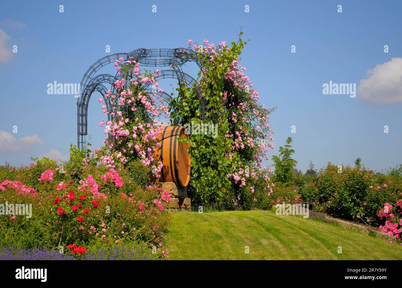 Traffic island with roses, roundabout, climbing roses, wire mesh, wine ...