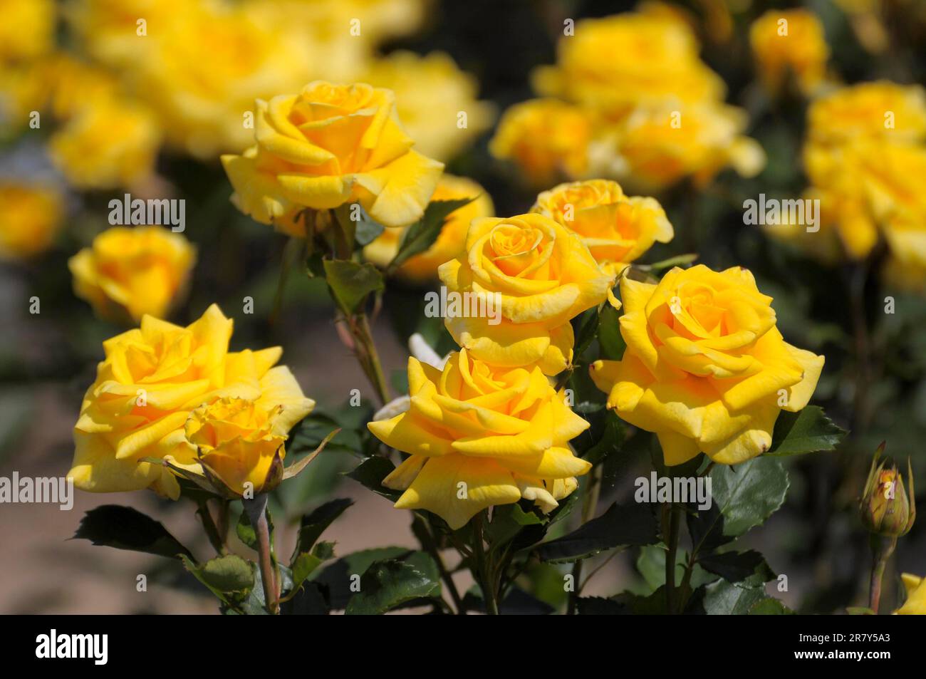 Yellow shrub roses, Floribunda, Rose Marianne Mangold Stock Photo - Alamy
