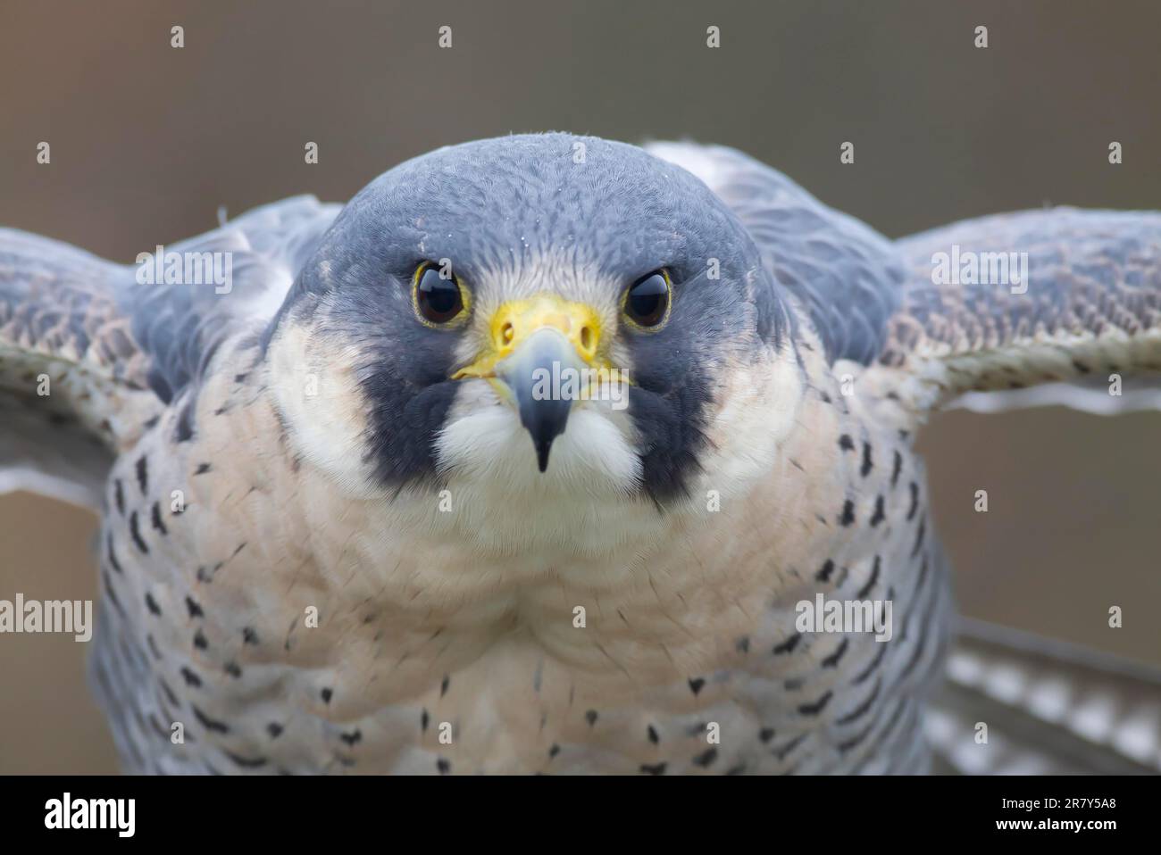 Peregrine falcon (Falco peregrinus) adult bird animal head portrait ...