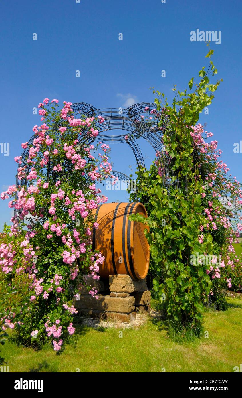 Traffic island with roses, roundabout, climbing roses, wire mesh, wine ...